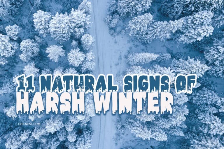 11 Natural Signs of A Harsh Winter - Are We Going To Have A Harsh Winter?