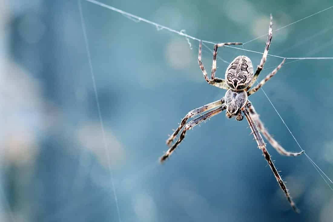 21 Superstitions About Spiders: Do They Bring Good Luck?