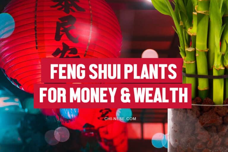 Feng Shui Plants For Money & Wealth - Attract Money With Plants