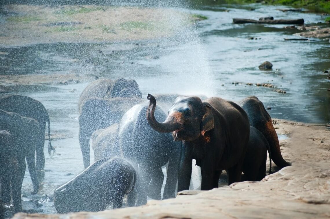 17 Animals That Symbolize Strength in the Real World