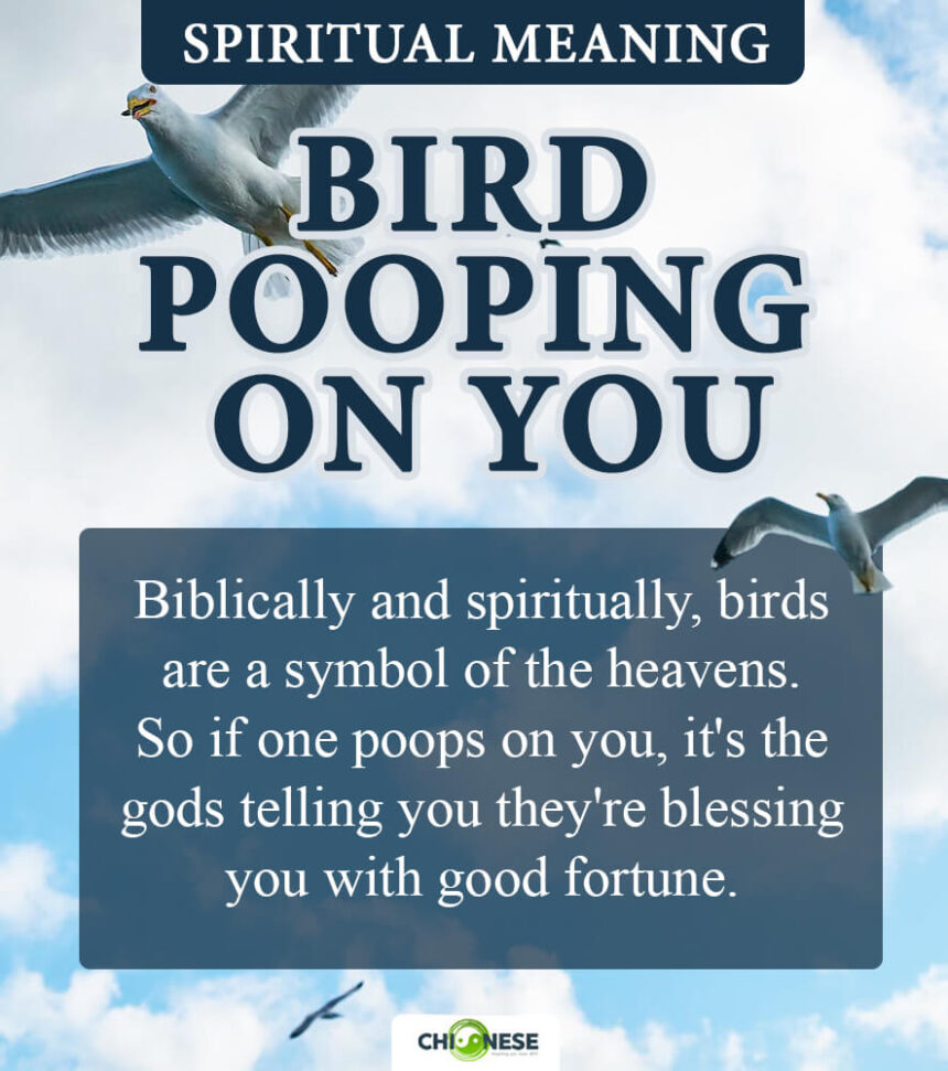 Bird Pooping On You: Is It Good Luck? Spiritual Meaning Explained