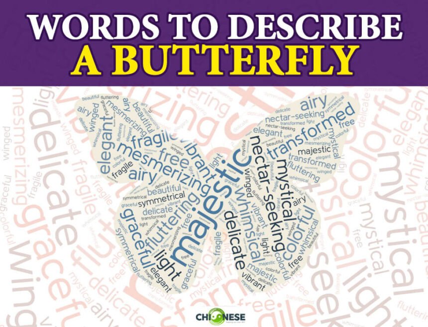 Best Words to Describe a Butterfly (Wings, Movement, Flight, Beauty)