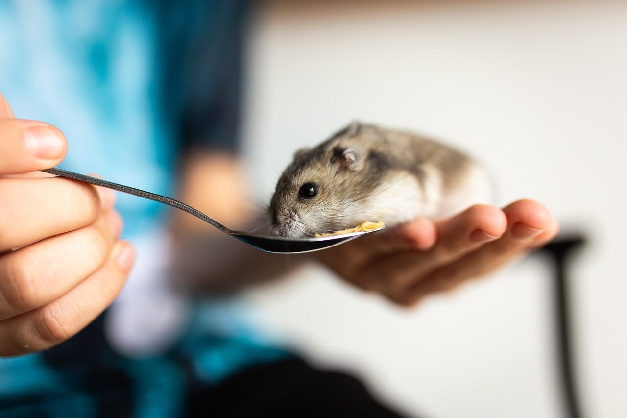 What You Need to Know About Hamster Care: A Beginner's Guide