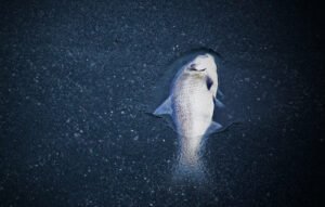 Finding a Dead Fish: The Spiritual Meaning of This Mystical Omen