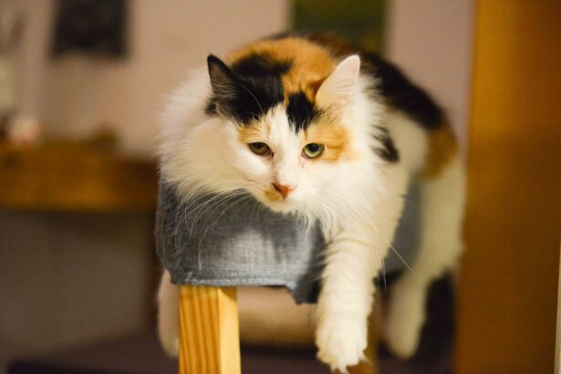 Calico Cat: Spiritual Meaning, In Dreams, Superstitions & Facts