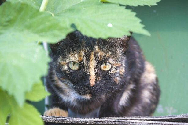 Tortoiseshell Cat: Spiritual Meaning, Superstitions, and Dream Symbolism