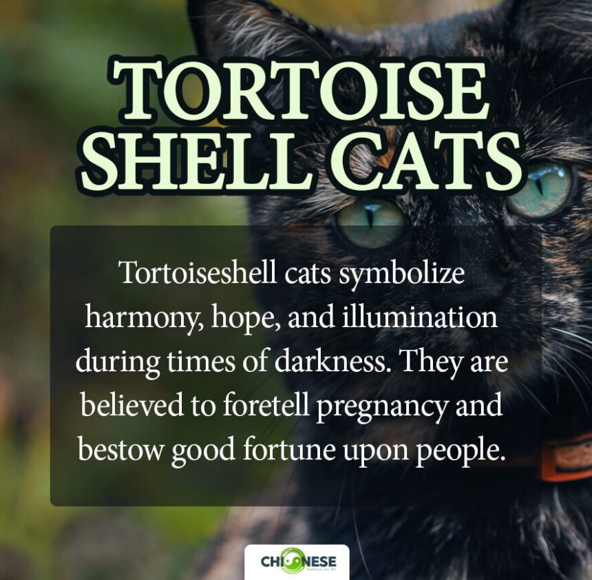 Tortoiseshell Cat: Spiritual Meaning, Superstitions, and Dream Symbolism
