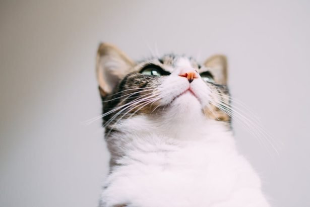 The 7 Most Kissable Cat Body Parts (And How to Kiss Your Cat the Right Way)