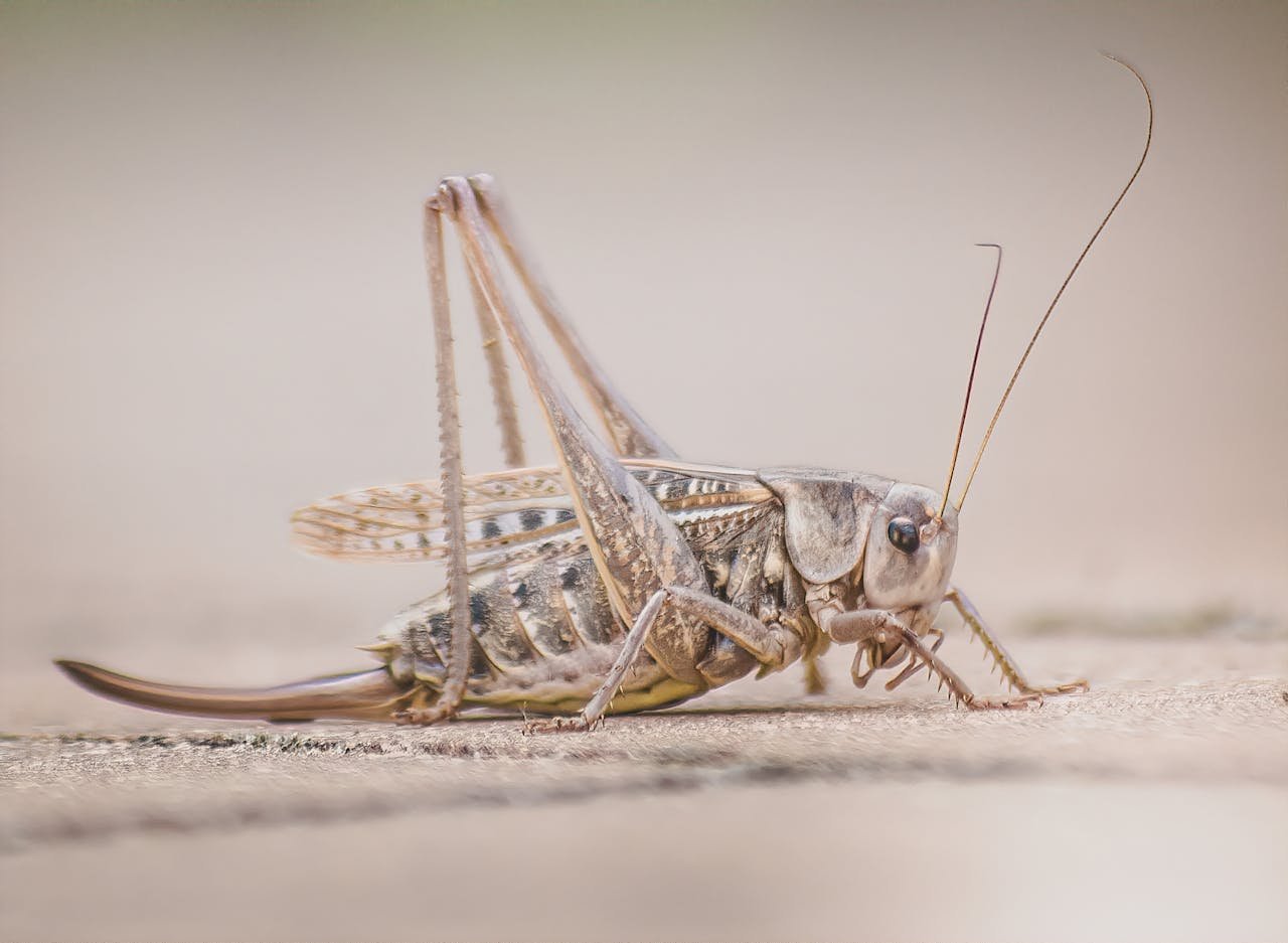 Killing Crickets: Bad Luck or Just a Superstition?
