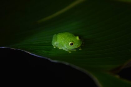 When a Frog Visits You or Crosses Your Path: The Spiritual Meaning