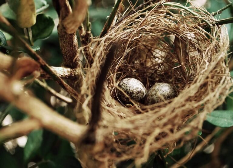 Bird Nest at Your Front Door: Feng Shui & Spiritual Meaning