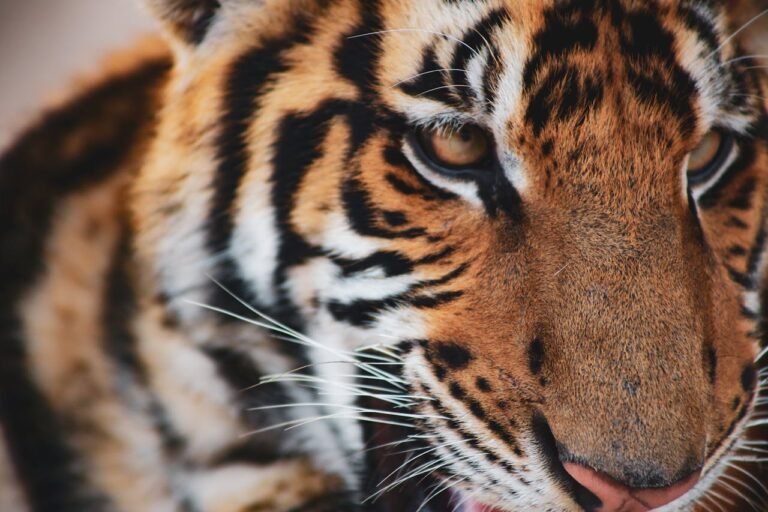 17 Animals That Symbolize Strength in the Real World