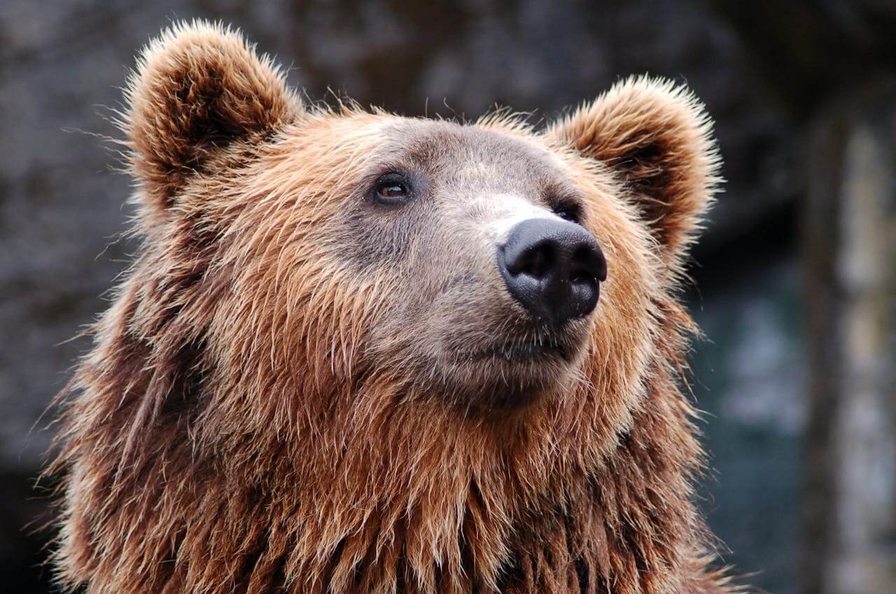 17 Animals That Symbolize Strength in the Real World