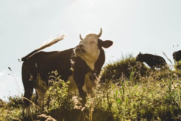 17 Animals That Symbolize Strength in the Real World