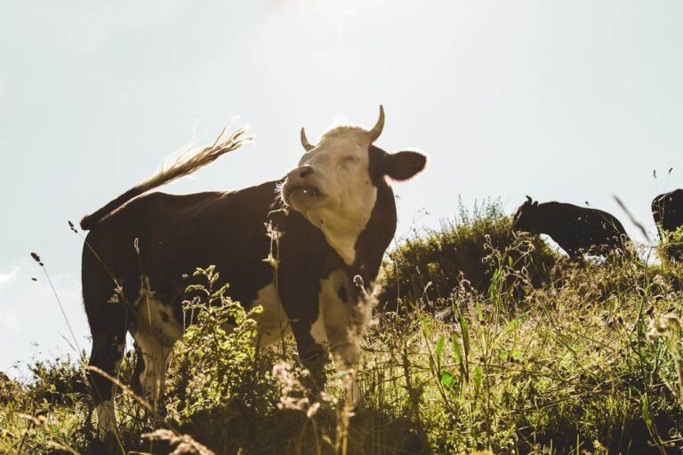 17 Animals That Symbolize Strength in the Real World