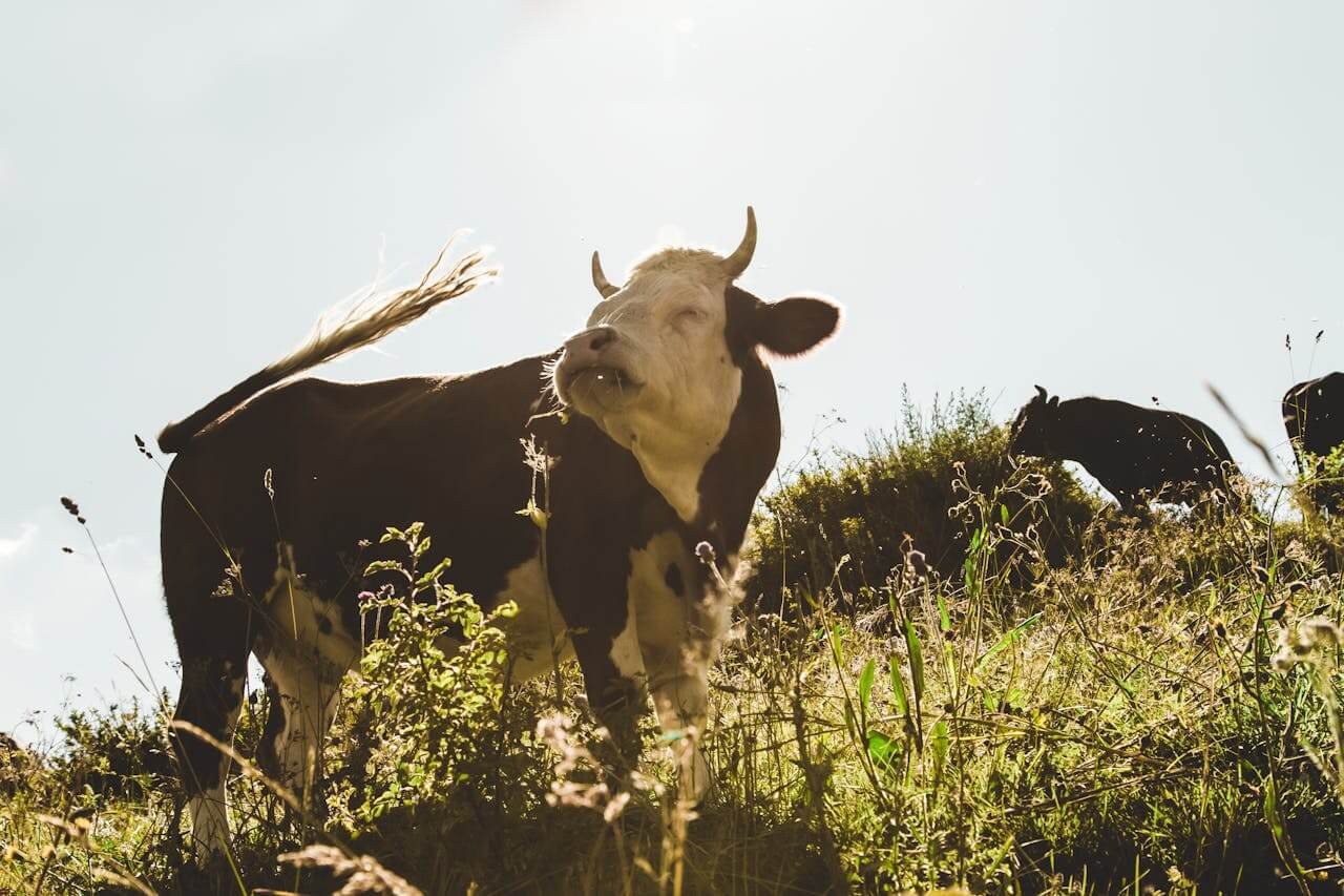 17 Animals That Symbolize Strength in the Real World