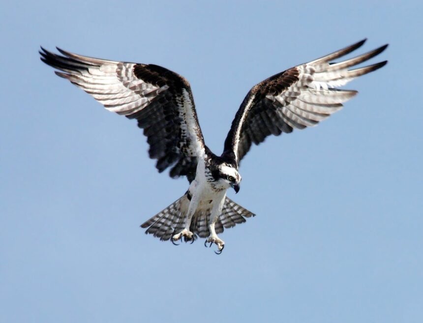 17 Animals That Symbolize Strength in the Real World