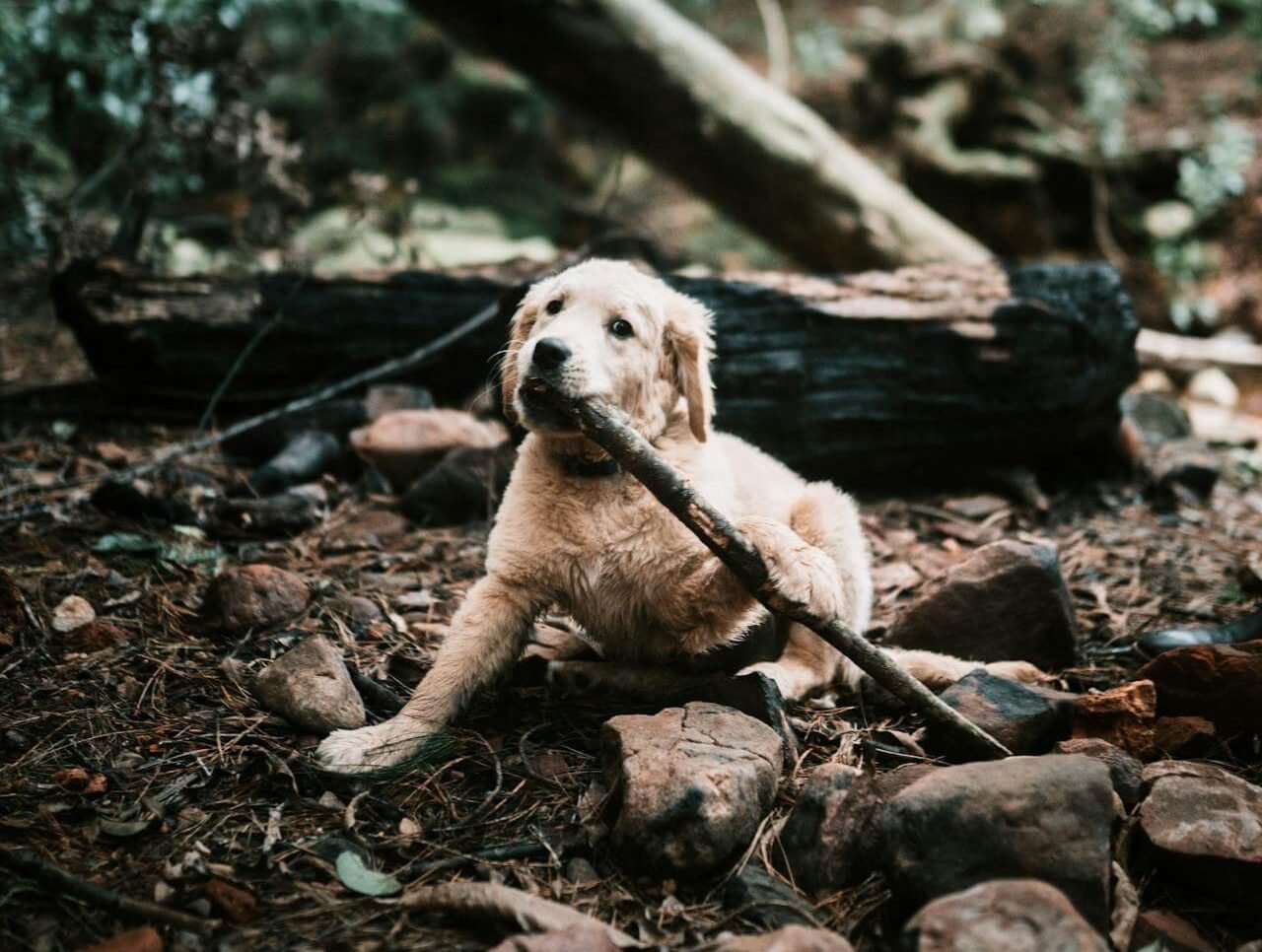 Labrador Retriever: Spiritual Meaning, Symbolism & Dreams