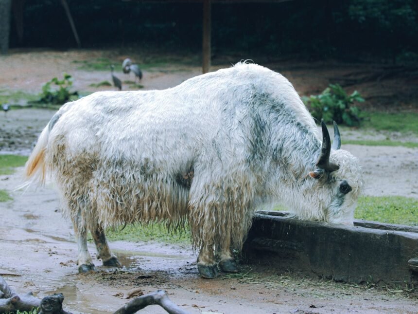 17 Animals That Symbolize Strength in the Real World