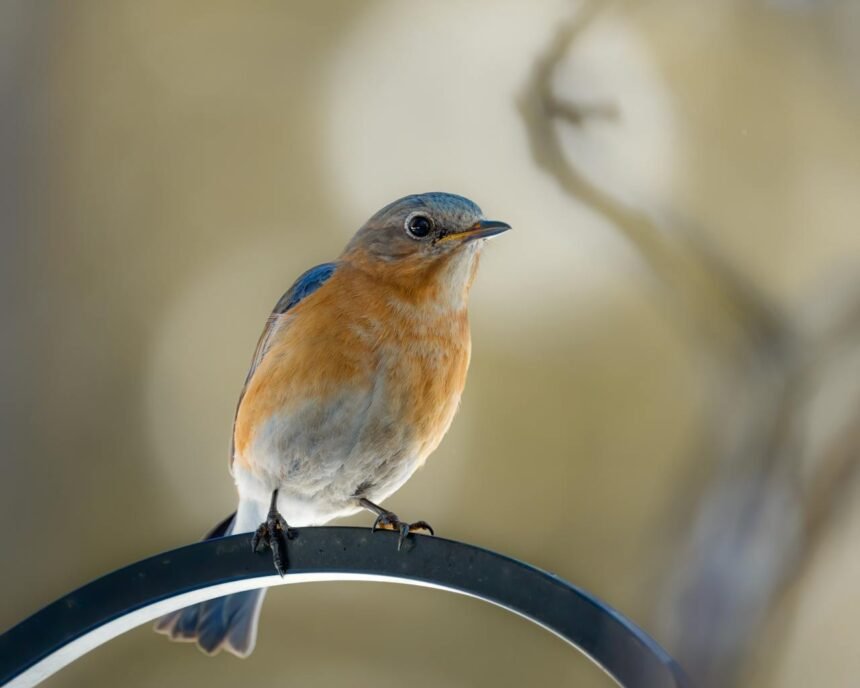 10 Birds That Symbolize Happiness and Joy (With Images)
