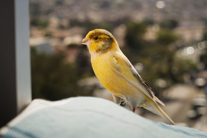 10 Birds That Symbolize Happiness and Joy (With Images)