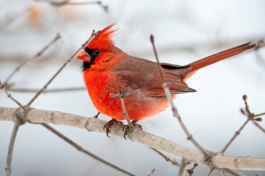 10 Birds That Symbolize Happiness and Joy (With Images)