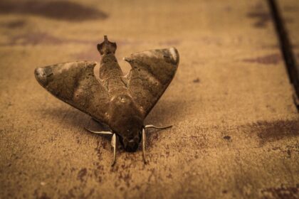 Moths and Spirituality: Meaning, Symbolism, and Superstitions