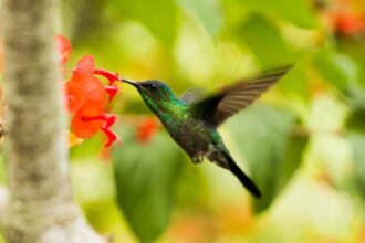 10 Birds That Symbolize Happiness and Joy (With Images)
