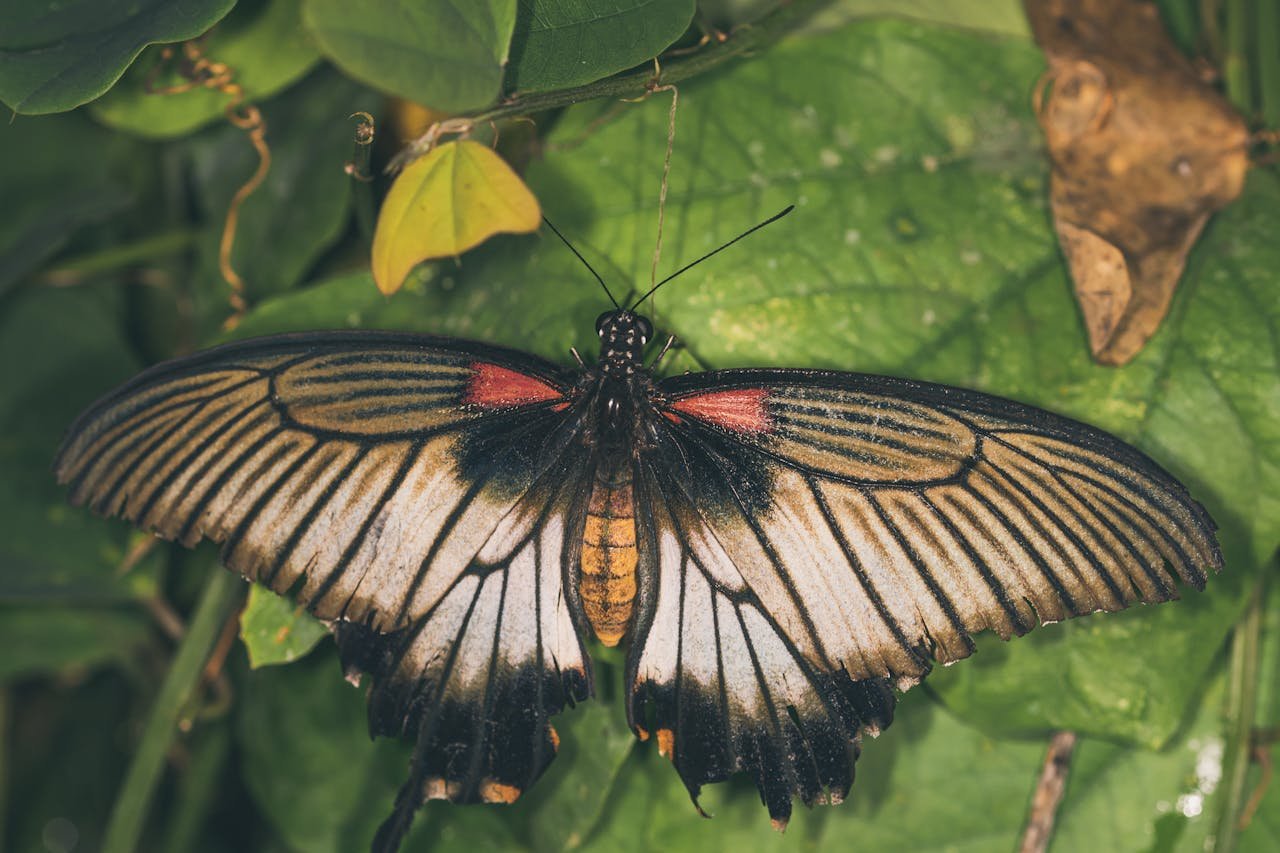 Moths And Spirituality: Meaning, Symbolism & Superstitions