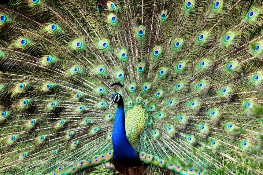 10 Birds That Symbolize Happiness and Joy (With Images)