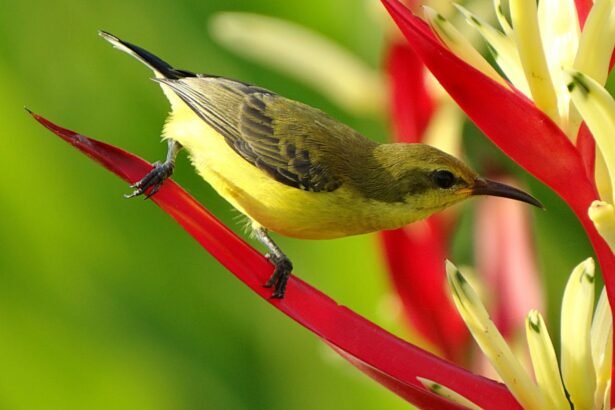 10 Birds That Symbolize Happiness and Joy (With Images)