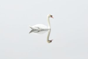 10 Birds That Symbolize Happiness and Joy (With Images)