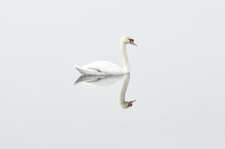 10 Birds That Symbolize Happiness and Joy (With Images)