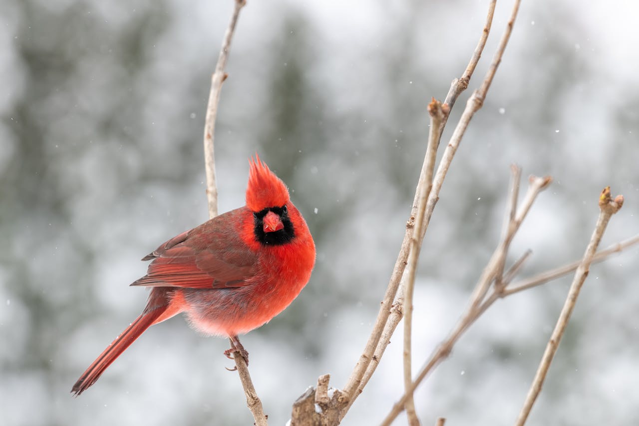 The Spiritual Meaning of Seeing 3 Red Cardinals and Their Message