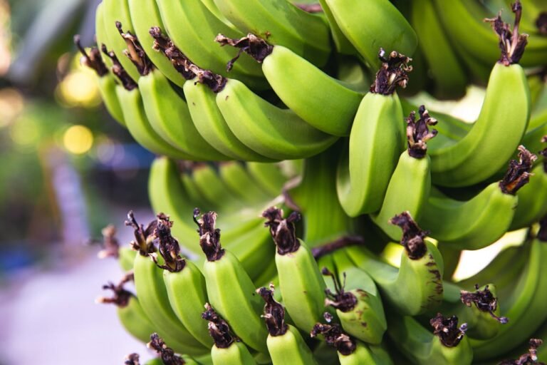 Fruits That Start With X (Complete List With Meanings)