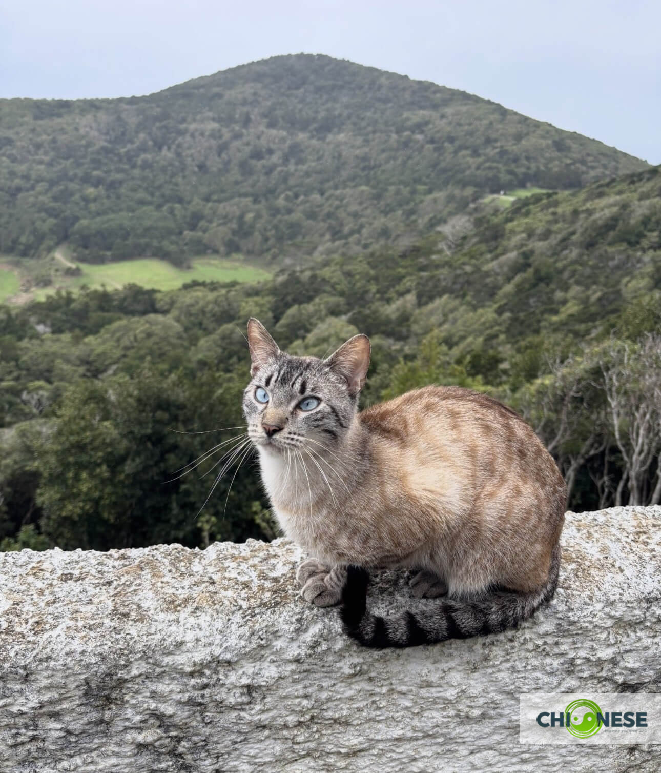 Cat Colony On Monte Brasil: A Feline Paradise (Terceira, Azores)