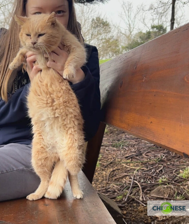 Cat Colony On Monte Brasil: A Feline Paradise (Terceira, Azores)