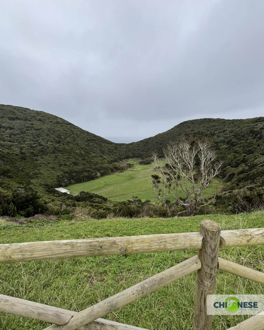 Cat Colony On Monte Brasil: A Feline Paradise (Terceira, Azores)
