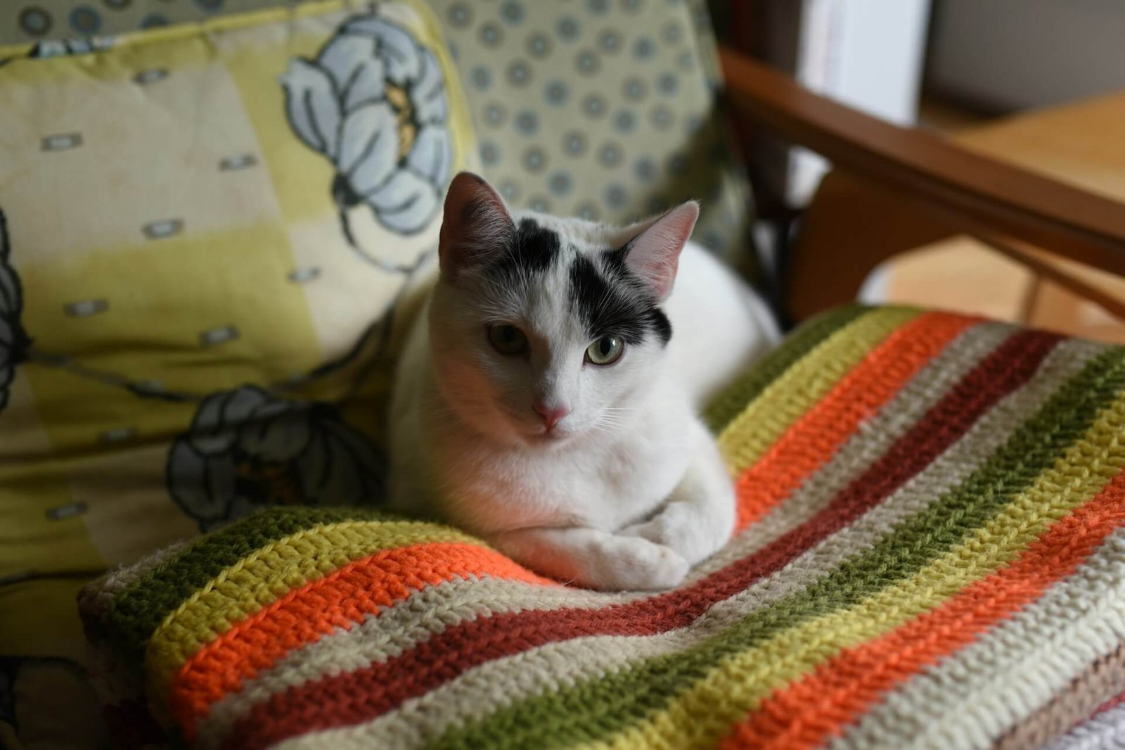 55+ Mystical Cat Names Based on Astrology (With Meanings)