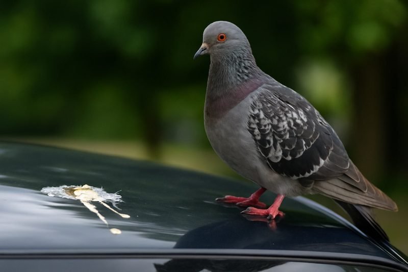 Bird Poop on Your Car? It Might Be a Spiritual Sign