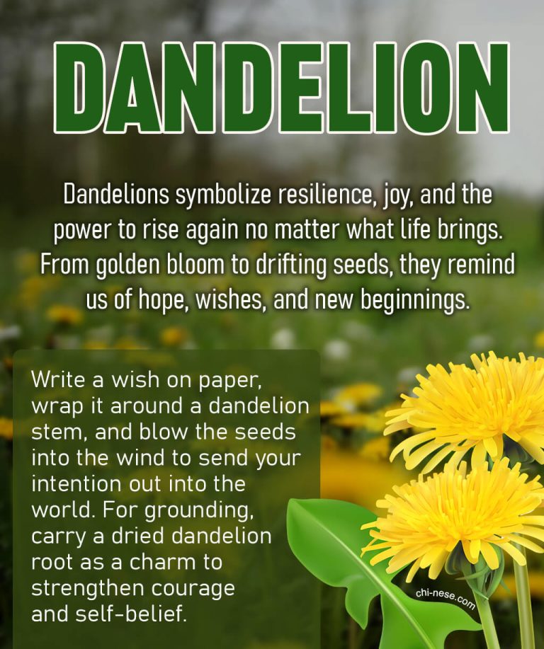 Dandelion: Spiritual Meaning, Symbolism, and Mythology