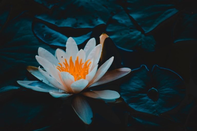 Water Lily Spiritual Meaning & Symbolism in Mythology