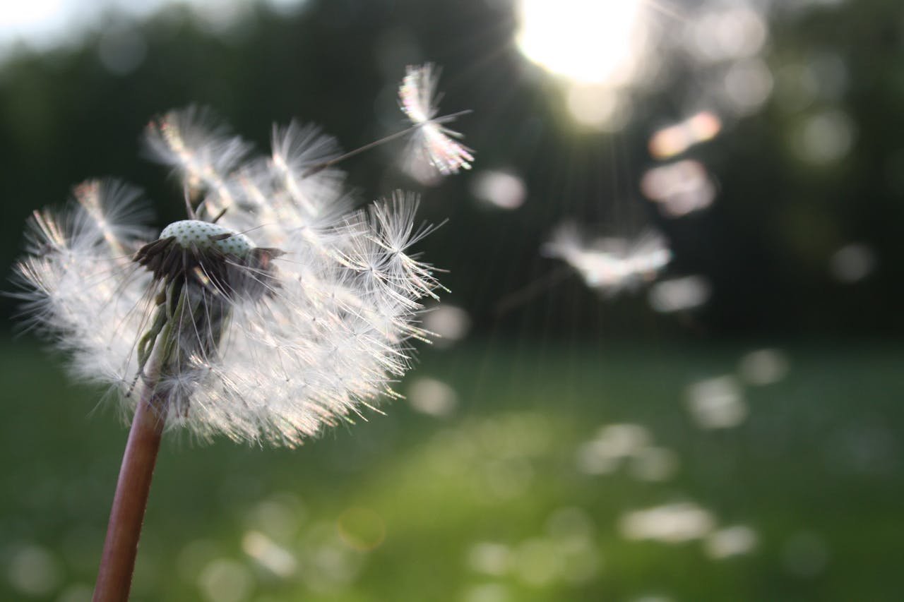 Dandelion: Spiritual Meaning, Symbolism, and Mythology
